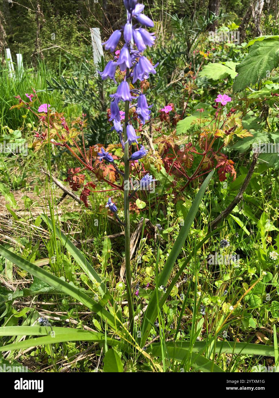 Spanish Bluebell (Hyacinthoides hispanica Stock Photo - Alamy