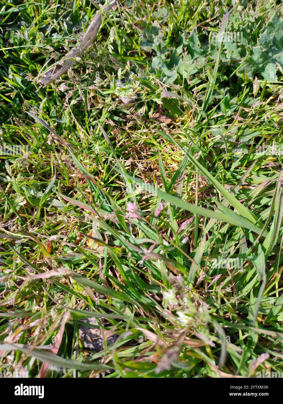 Annual Meadow-grass (Poa annua Stock Photo - Alamy