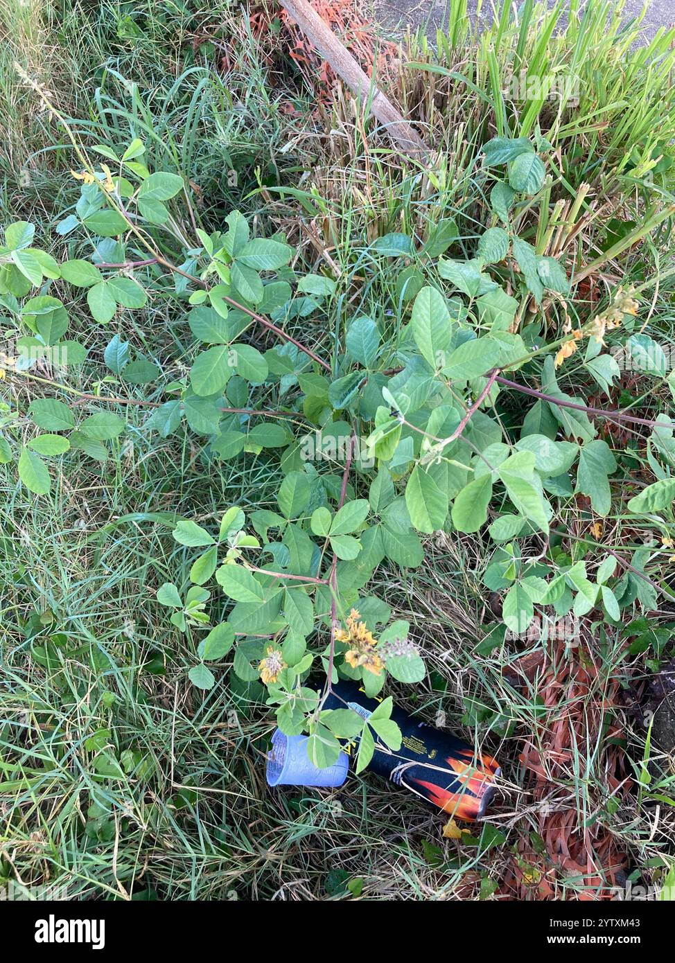 Crotalaria pallida hi-res stock photography and images - Alamy