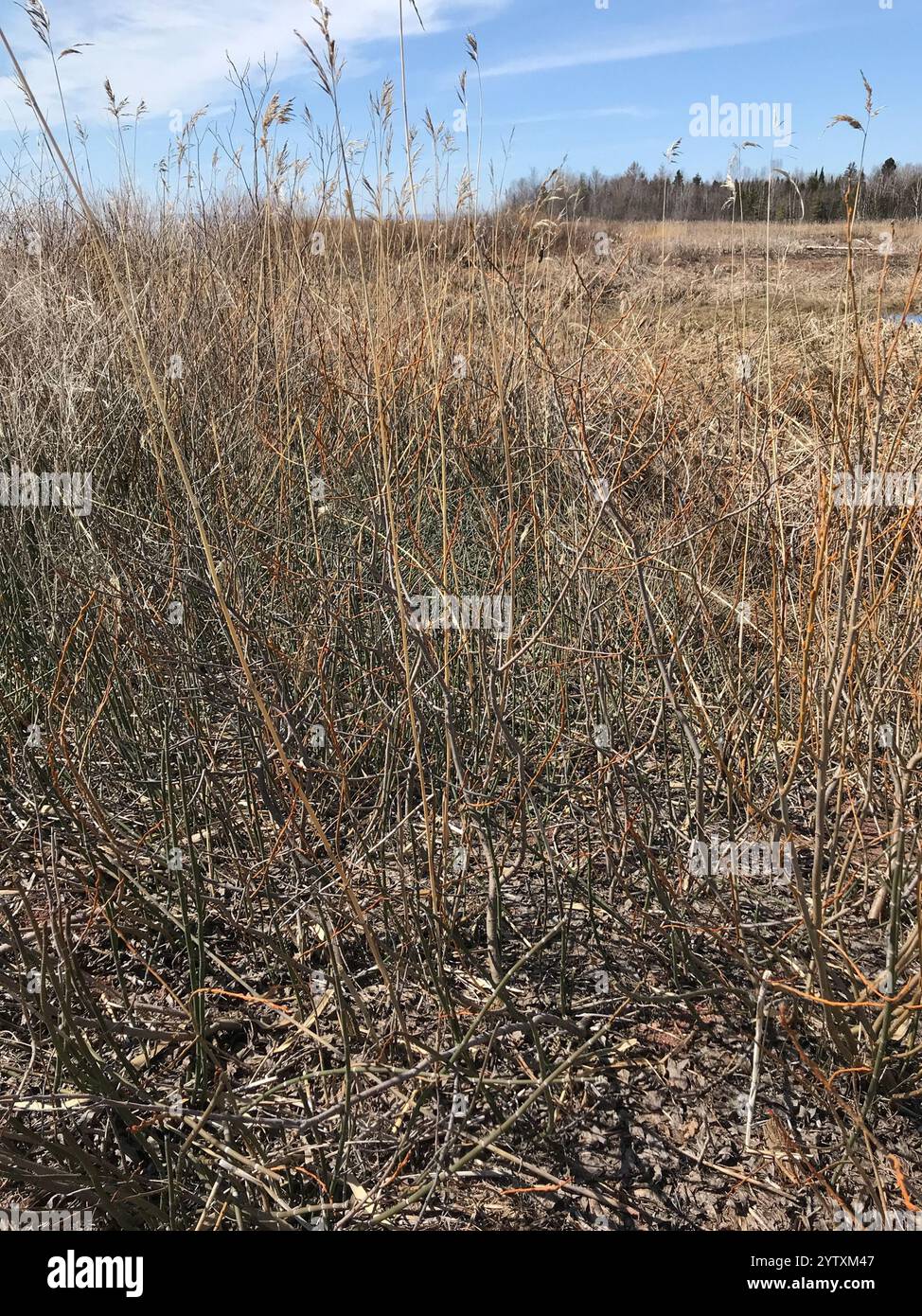 European reed (Phragmites australis australis Stock Photo - Alamy