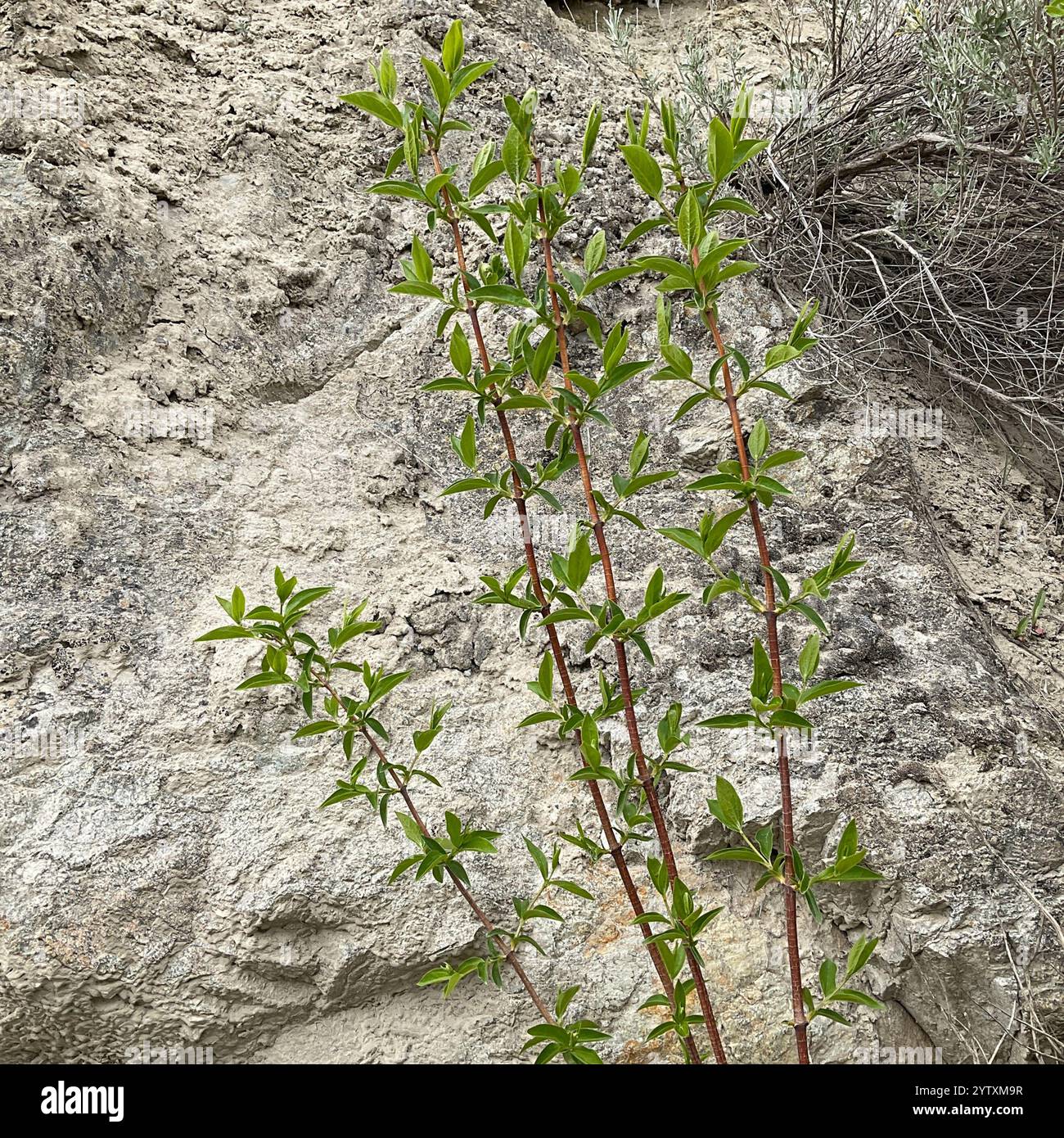 Lewis' mock orange (Philadelphus lewisii Stock Photo - Alamy