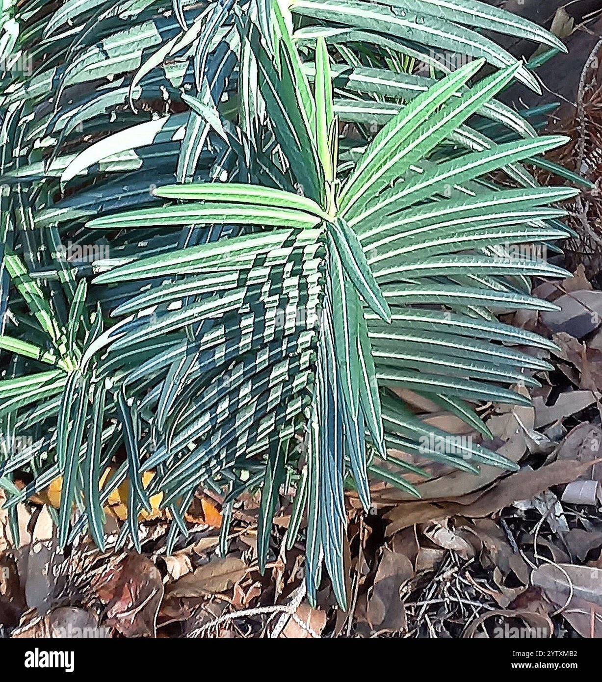 caper spurge (Euphorbia lathyris Stock Photo - Alamy