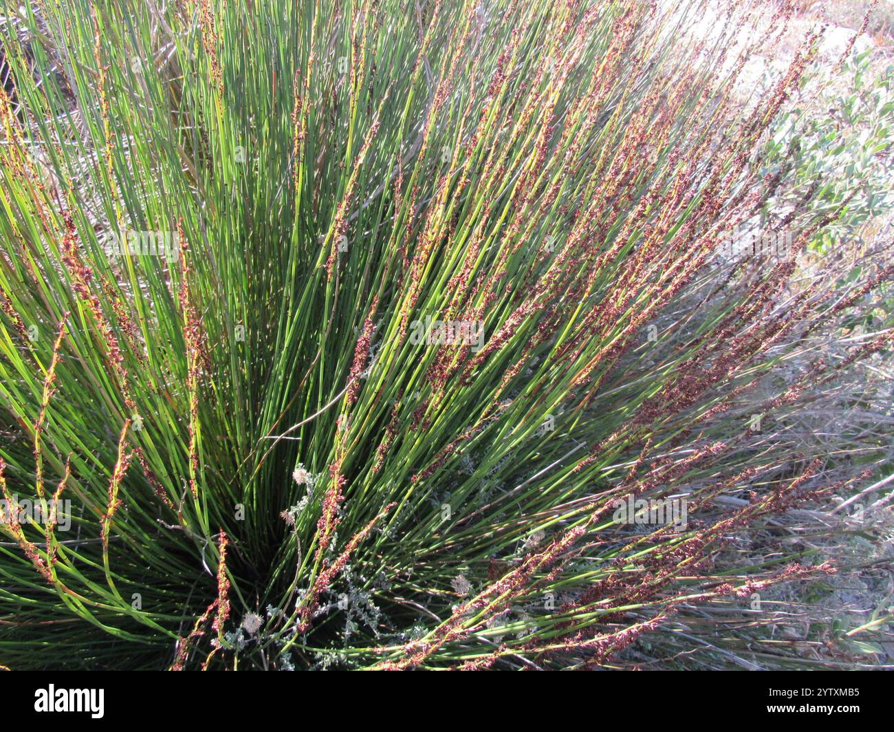 Cape Thatching Reed (Elegia tectorum Stock Photo - Alamy