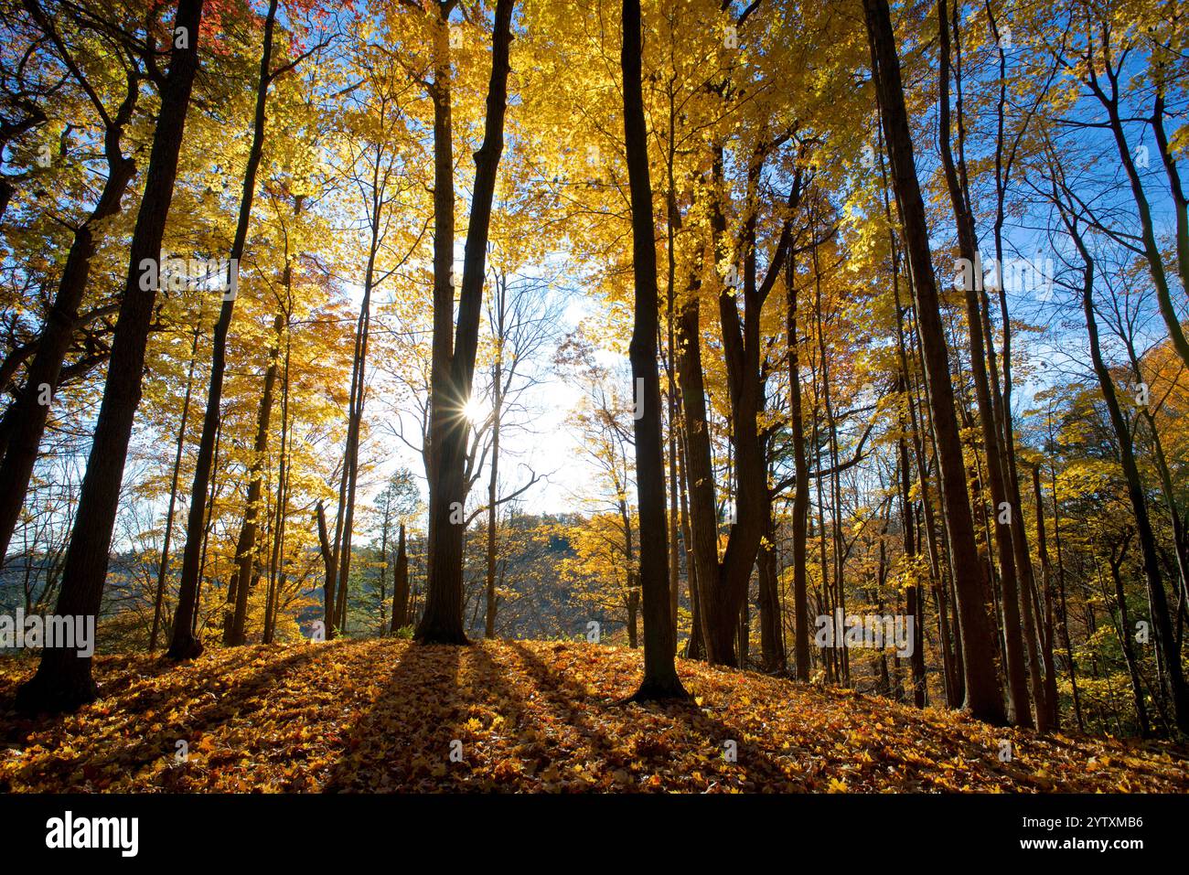 Autumn leaf colour in the forest with lens flare Stock Photo - Alamy