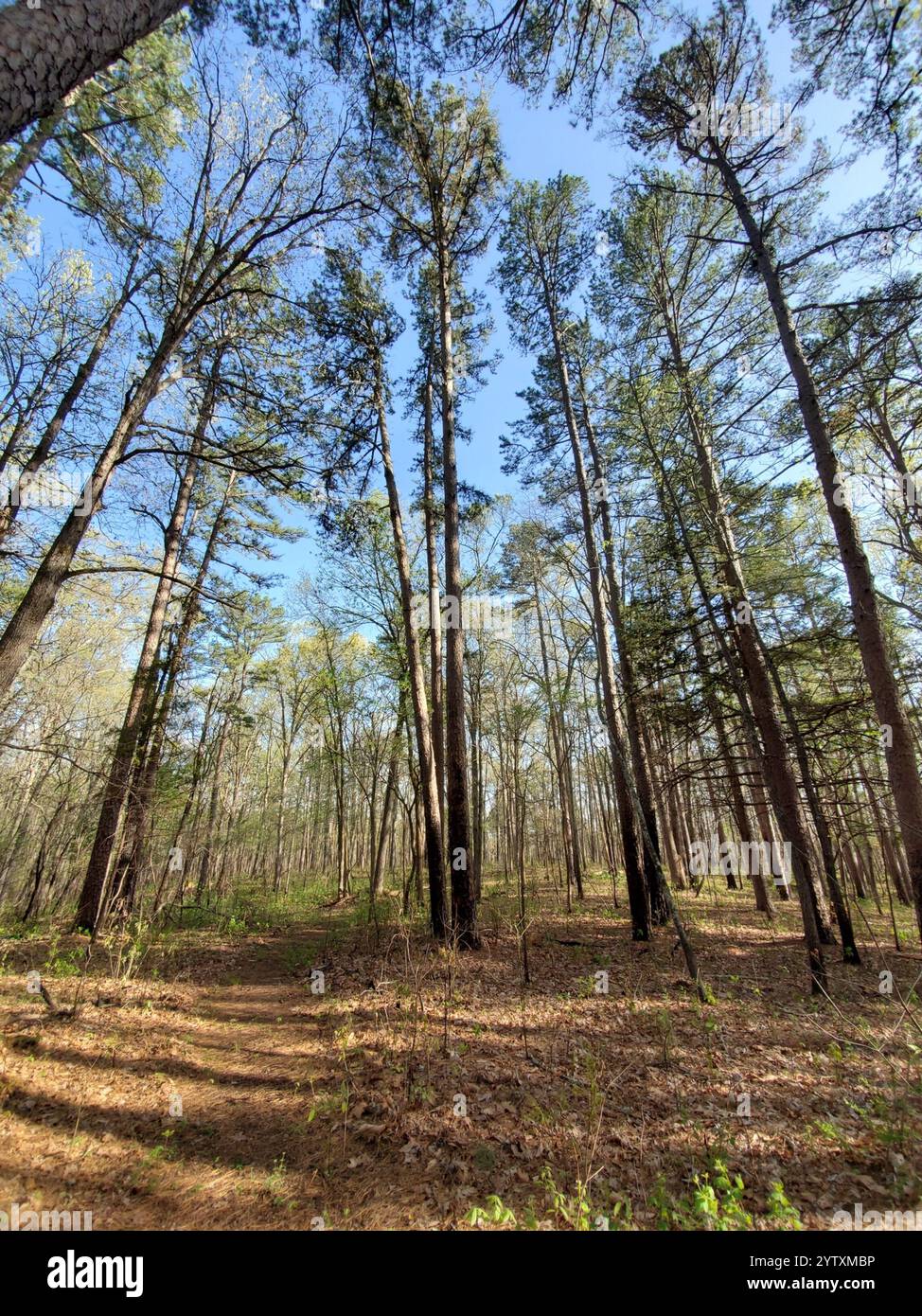 shortleaf pine (Pinus echinata Stock Photo - Alamy