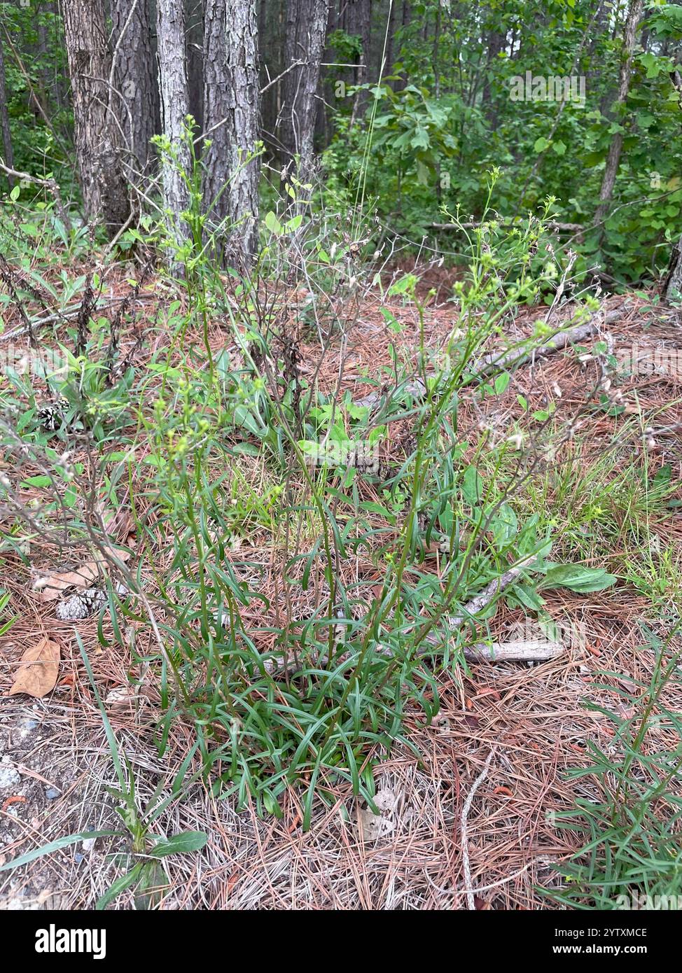 Narrowleaf Whitetop Aster (Sericocarpus linifolius Stock Photo - Alamy
