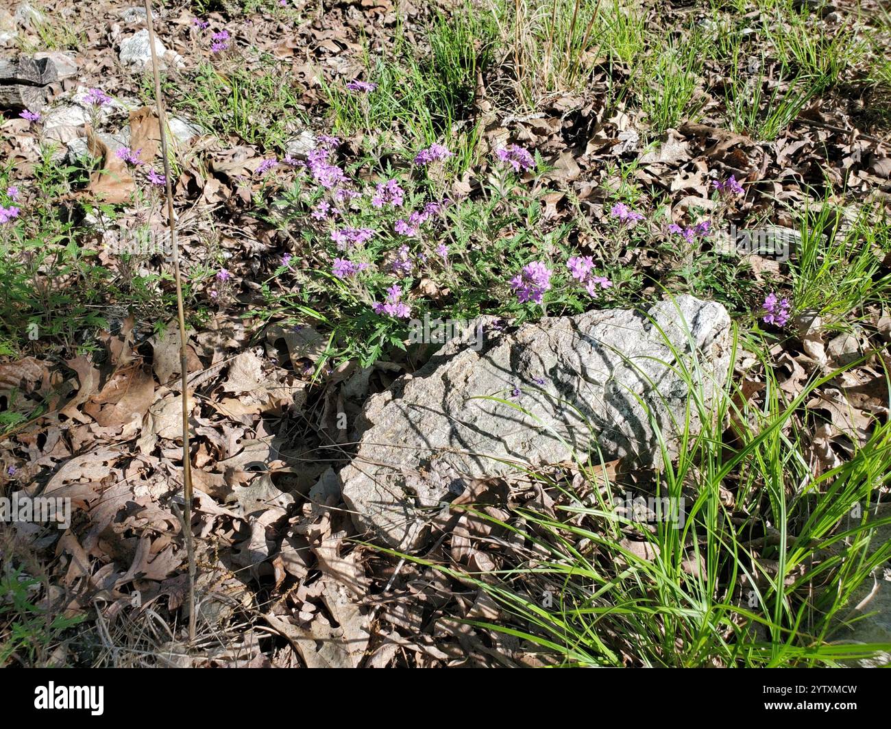 rose vervain (Glandularia canadensis Stock Photo - Alamy