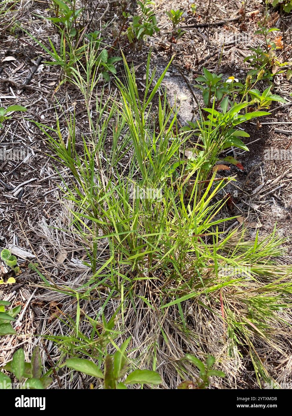 Needleleaf Rosette Grass (Dichanthelium aciculare Stock Photo - Alamy