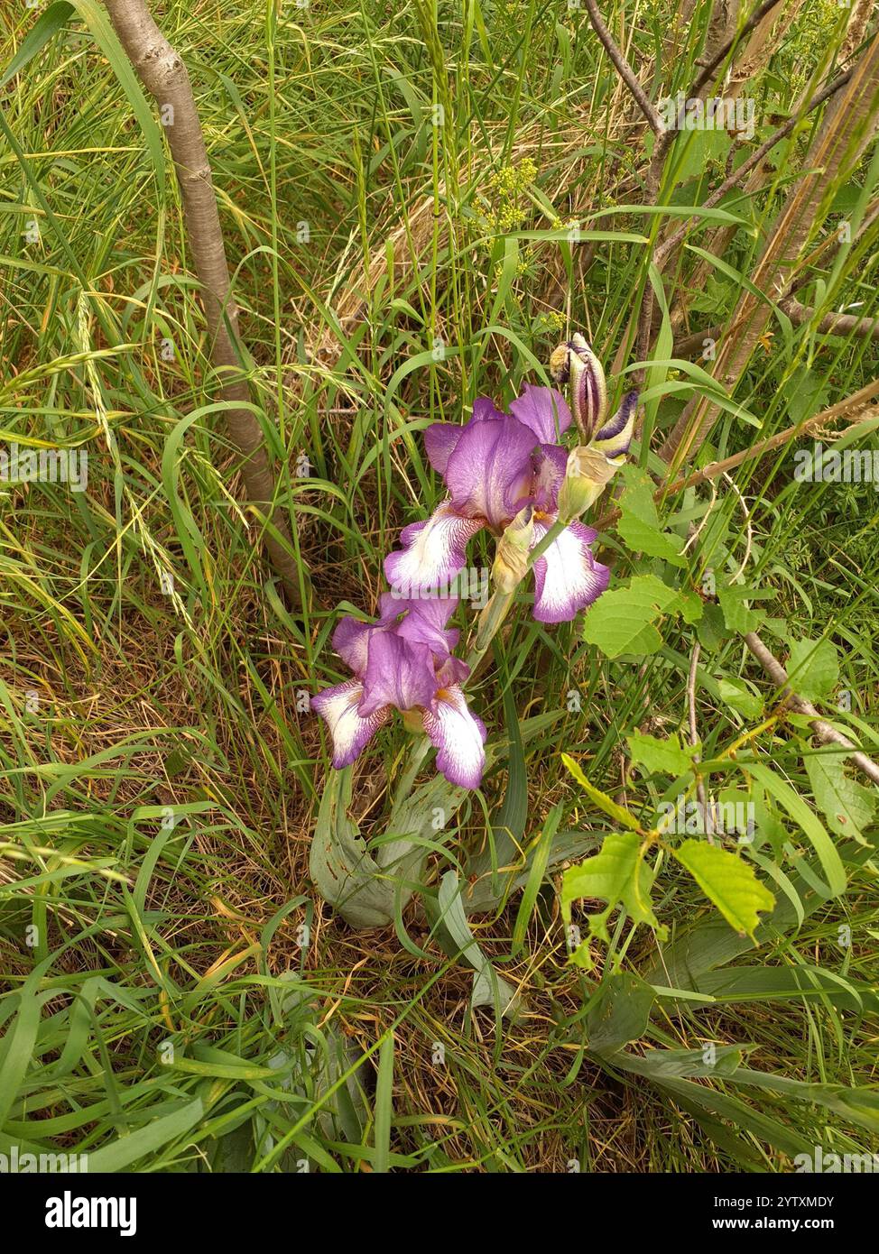 (Iris × hybrida Stock Photo - Alamy