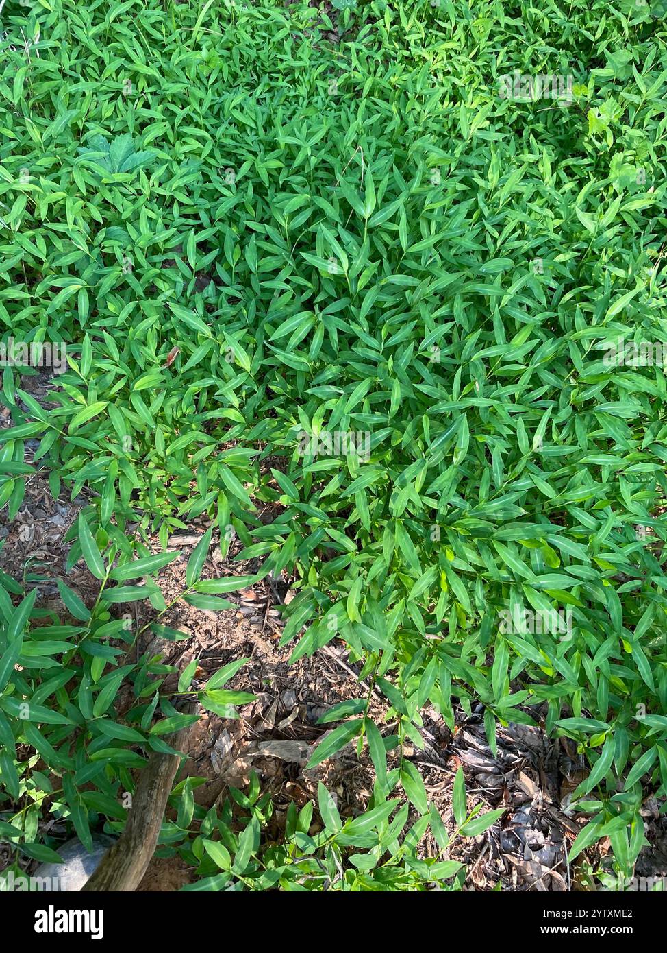 Japanese stiltgrass (Microstegium vimineum Stock Photo - Alamy