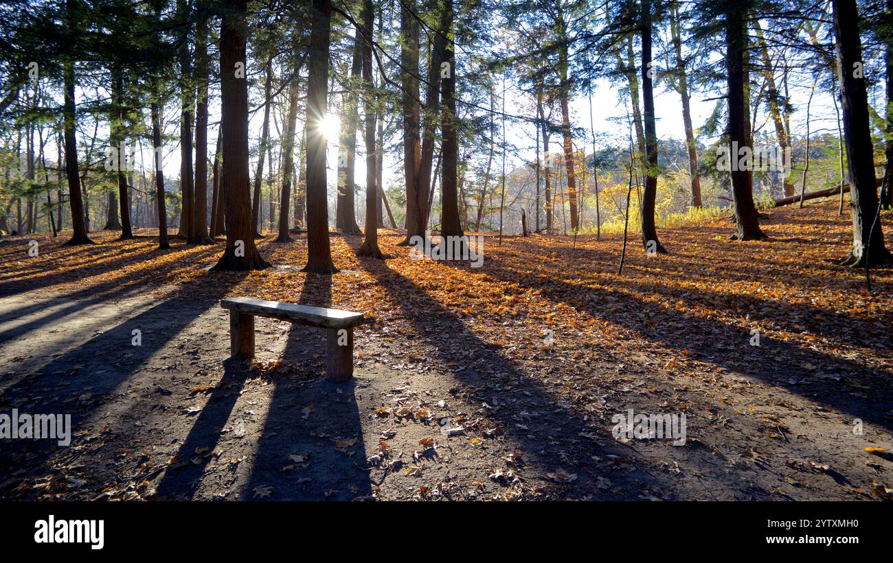 Golden sunlight streams through the trees in the forest with light and shadow on the forest ...