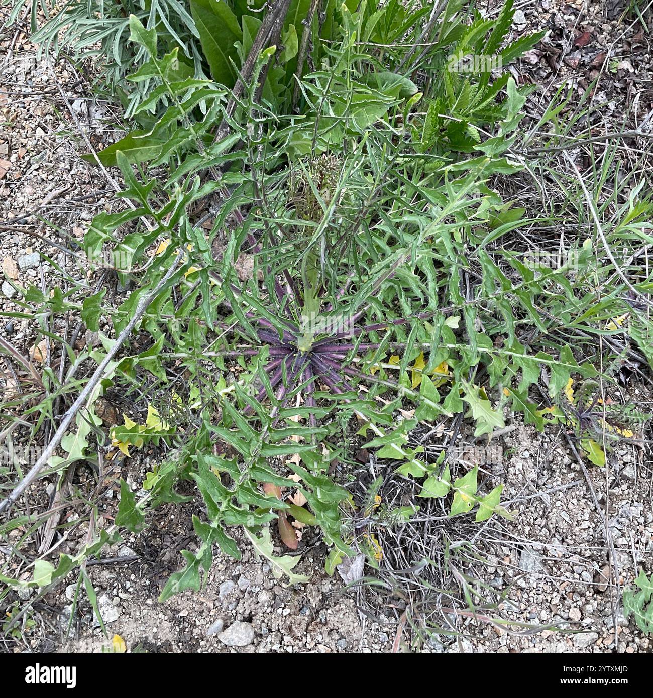 Tall Tumblemustard (Sisymbrium altissimum Stock Photo - Alamy