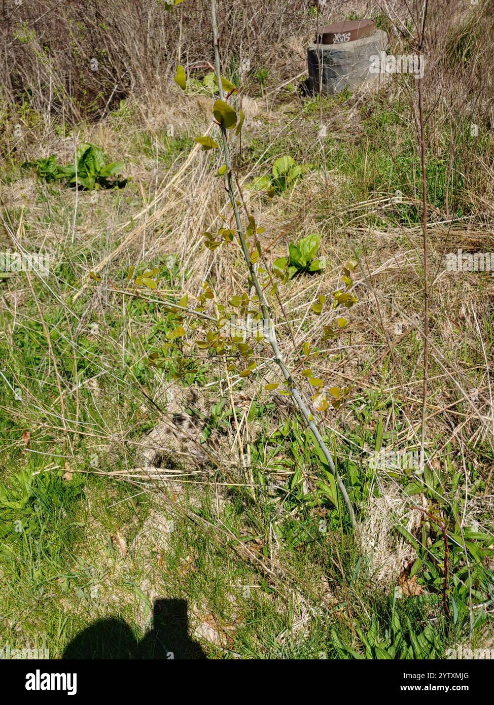 trembling aspen (Populus tremuloides Stock Photo - Alamy