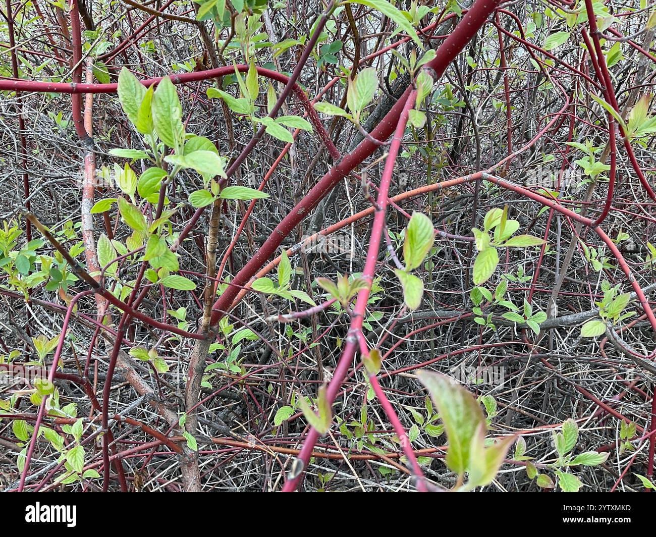 red osier dogwood (Cornus sericea Stock Photo - Alamy