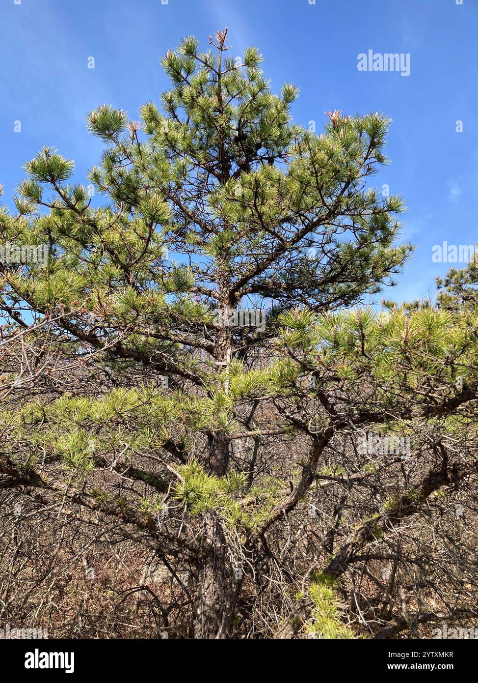 pitch pine (Pinus rigida Stock Photo - Alamy