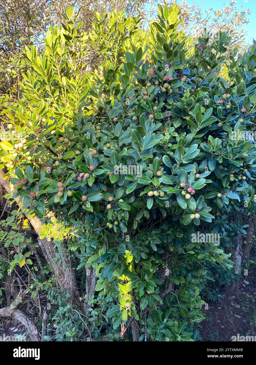 Poison Bushes (Acokanthera Stock Photo - Alamy