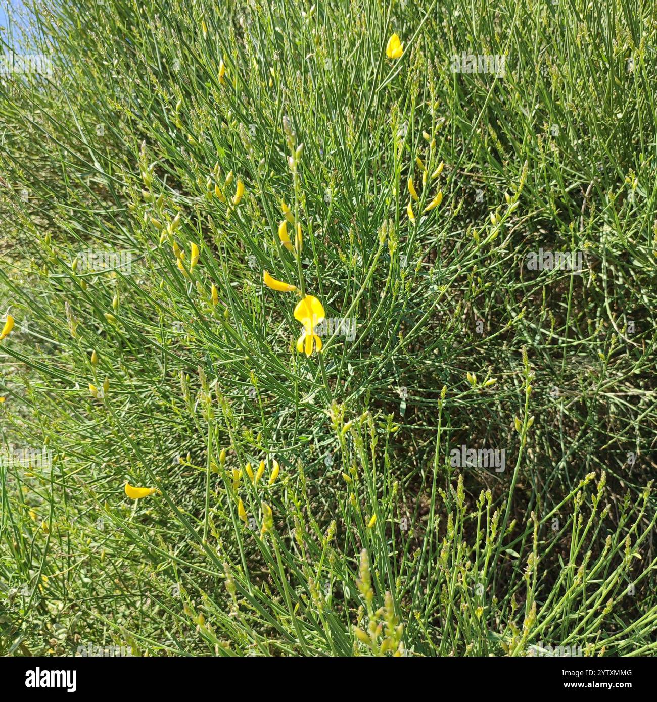Spanish Broom (Spartium junceum Stock Photo - Alamy