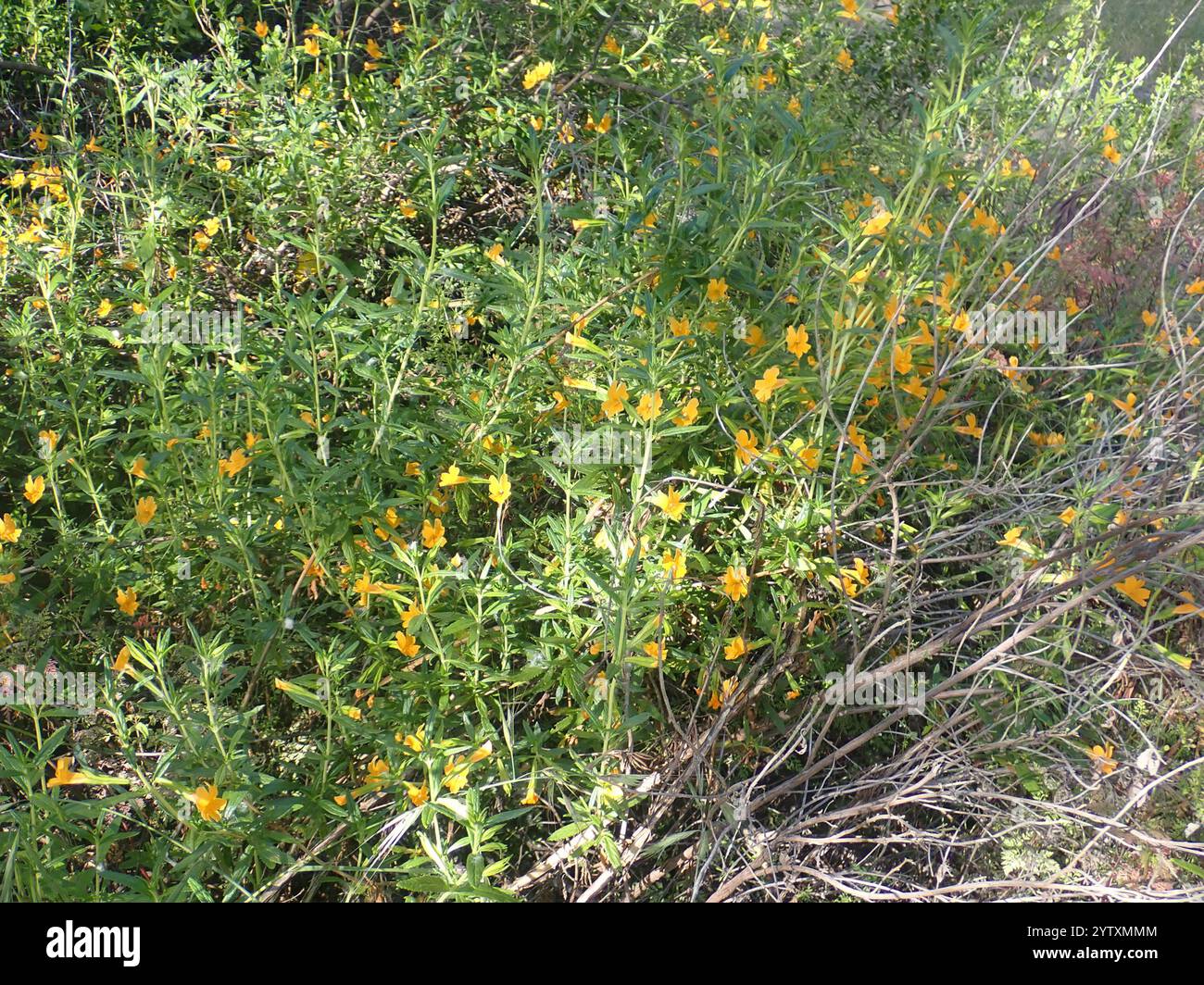 orange bush monkeyflower (Diplacus aurantiacus Stock Photo - Alamy