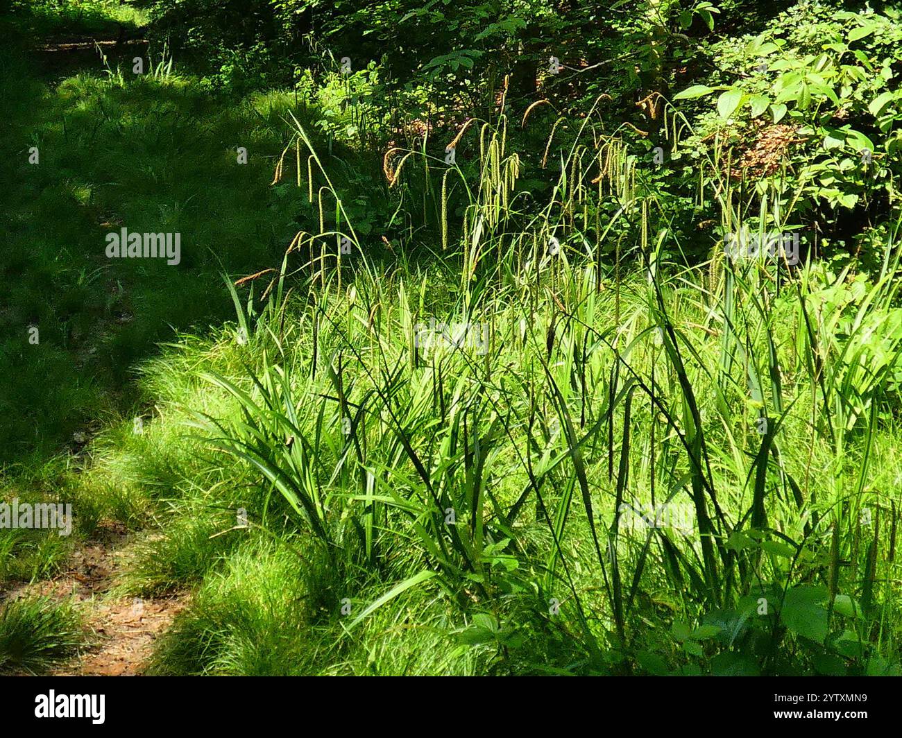 Hanging sedge (Carex pendula Stock Photo - Alamy