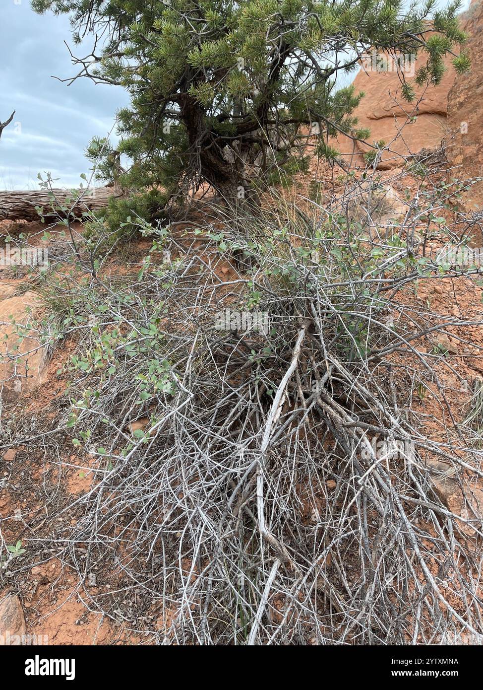 Alderleaf Mountain Mahogany (Cercocarpus montanus Stock Photo - Alamy