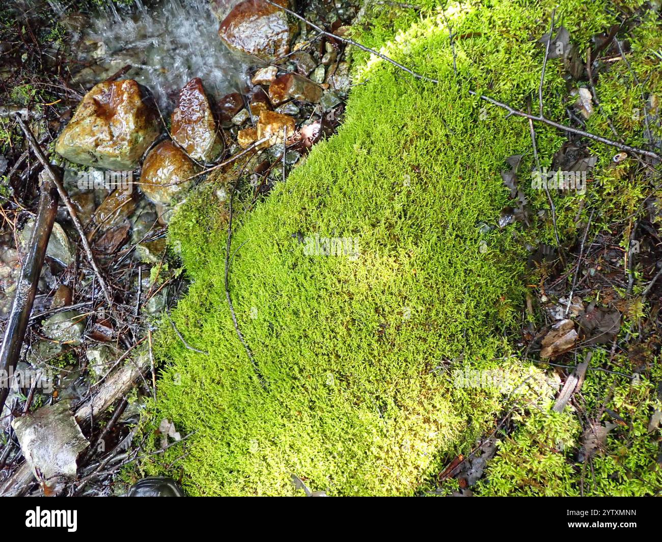Fern leaved hook moss hi-res stock photography and images - Alamy