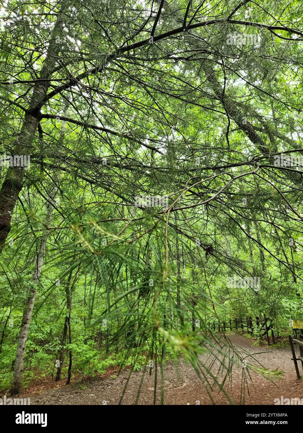 shortleaf pine (Pinus echinata Stock Photo - Alamy