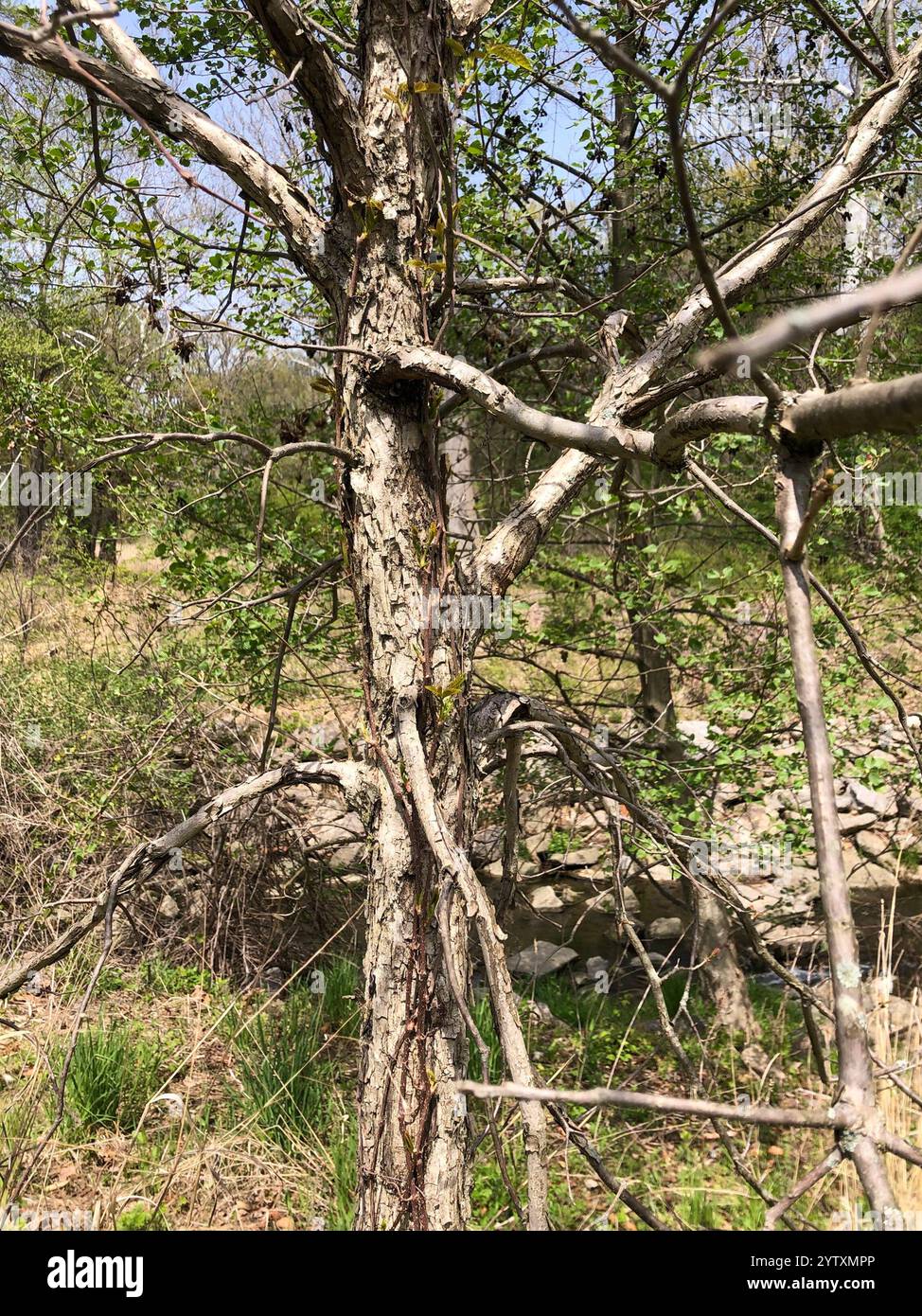 swamp white oak (Quercus bicolor Stock Photo - Alamy