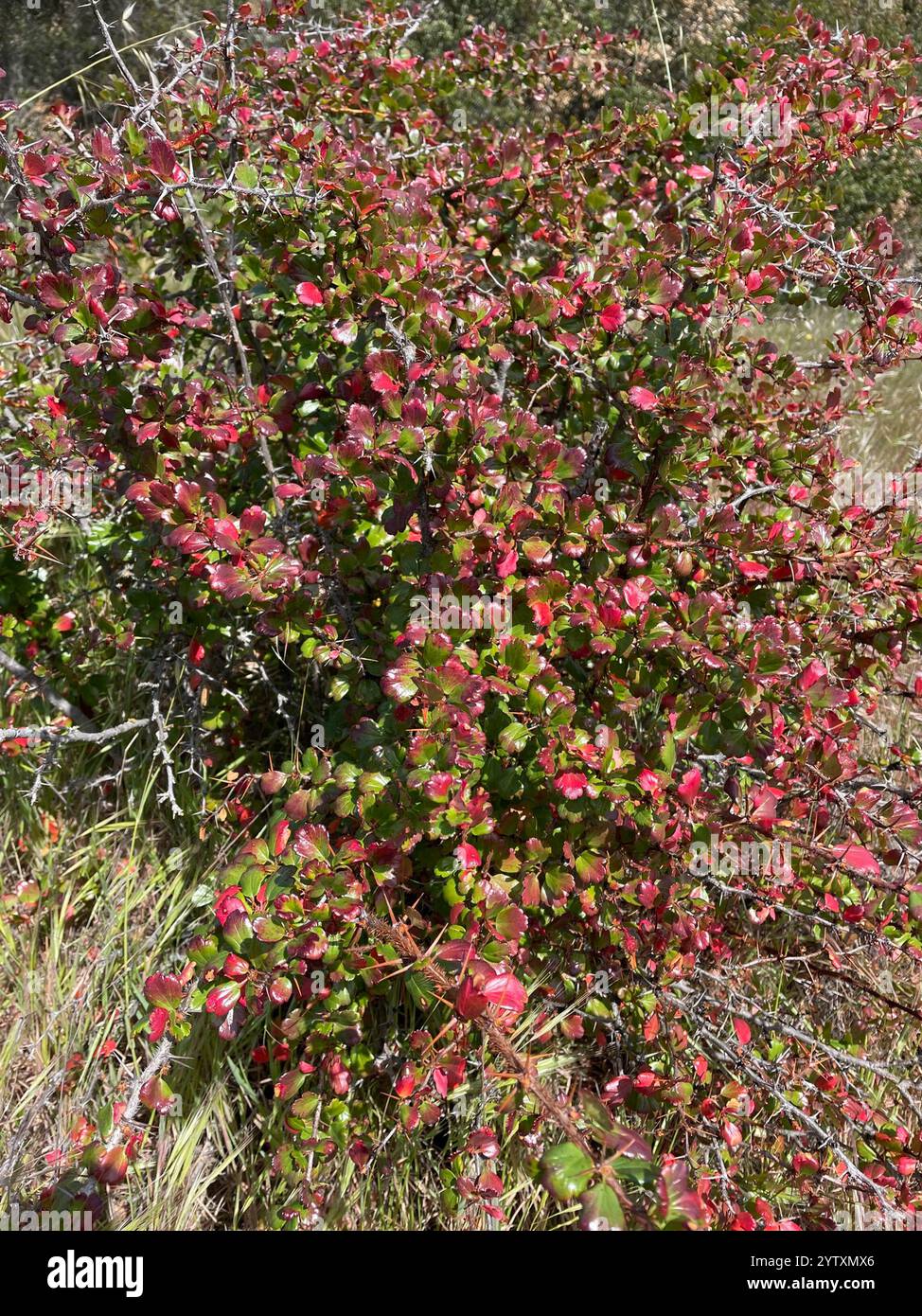 Fuchsiaflower gooseberry hi-res stock photography and images - Alamy