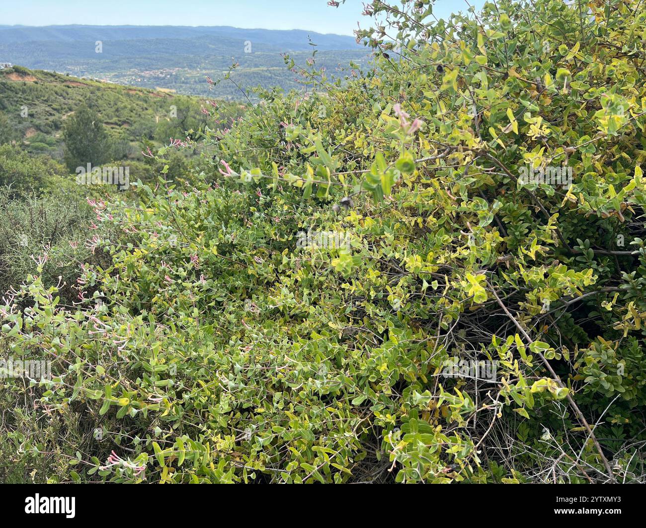 Lonicera implexa hi-res stock photography and images - Alamy