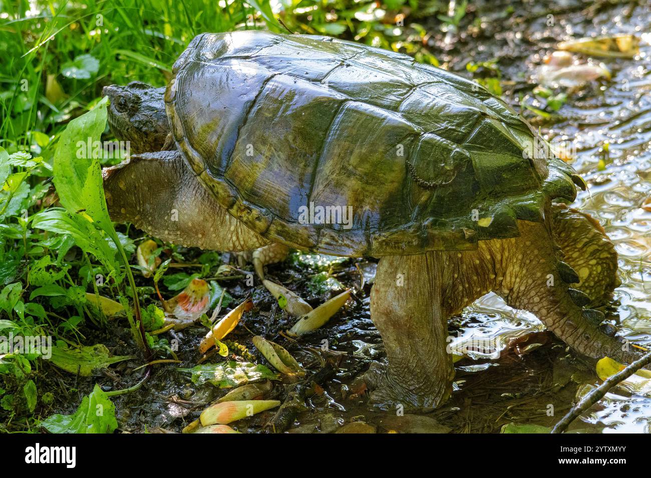 Common Snapping Turtle (Chelydra serpentina Stock Photo - Alamy