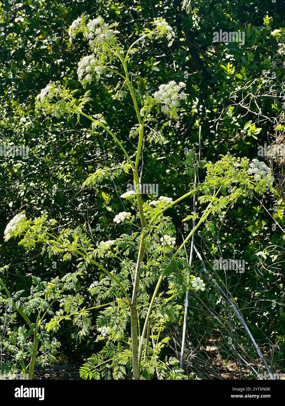 poison hemlock (Conium maculatum Stock Photo - Alamy