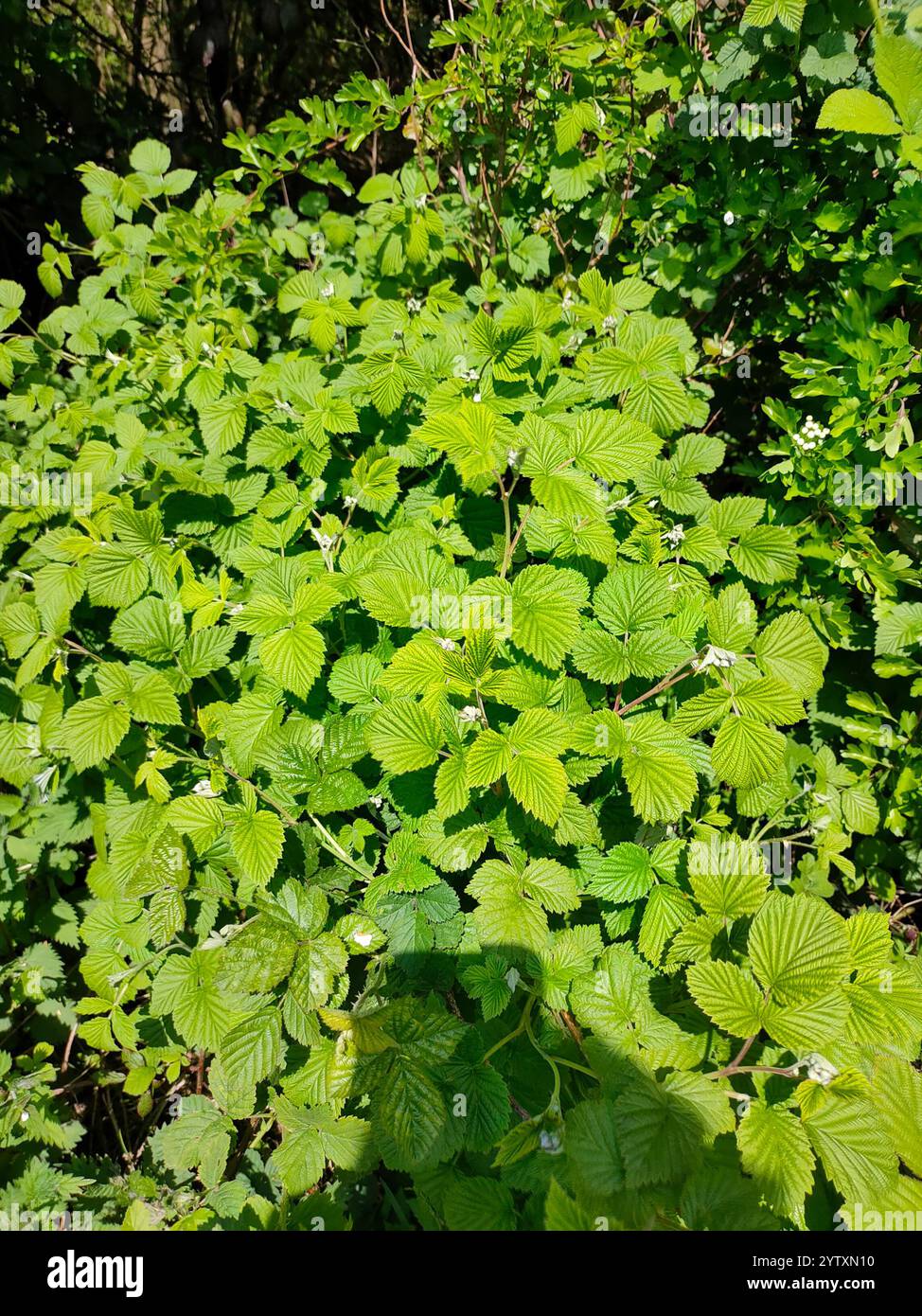 red raspberry (Rubus idaeus Stock Photo - Alamy