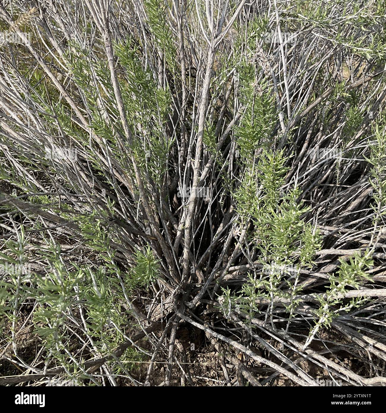 Rubber Rabbitbrush (Ericameria nauseosa Stock Photo - Alamy