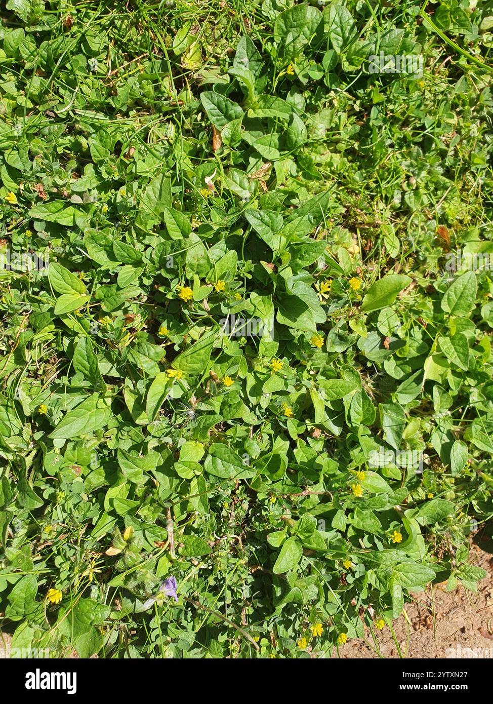 Lesser hop trefoil (Trifolium dubium Stock Photo - Alamy