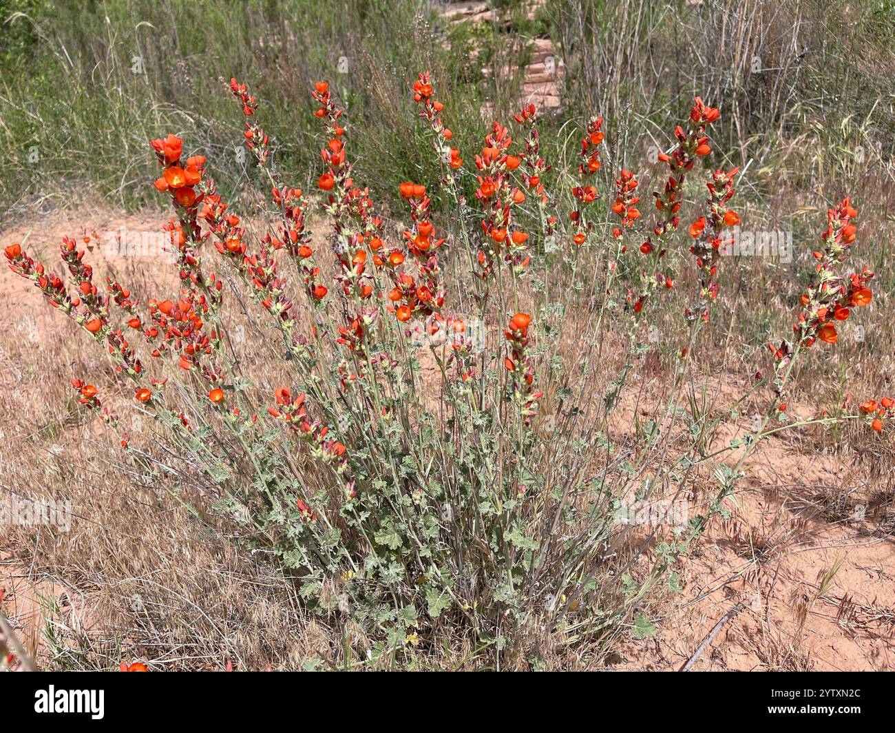 Small-leaf Globemallow (Sphaeralcea parvifolia Stock Photo - Alamy