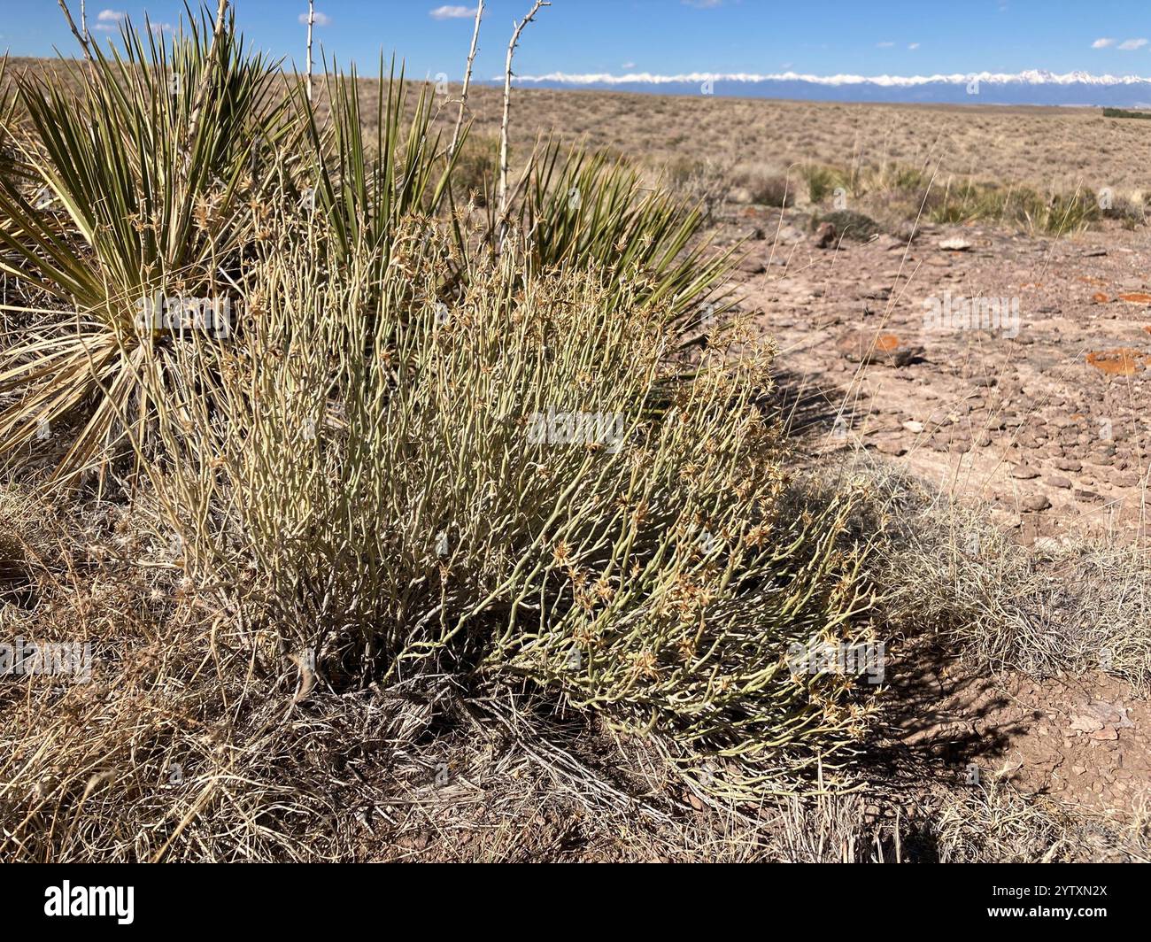 Rubber Rabbitbrush (Ericameria nauseosa Stock Photo - Alamy