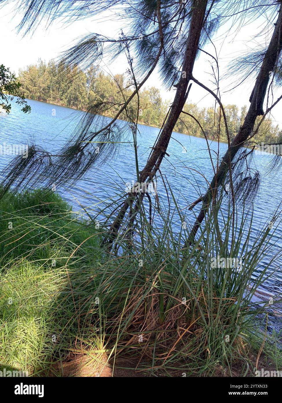 Jamaica swamp sawgrass (Cladium mariscus jamaicense Stock Photo - Alamy