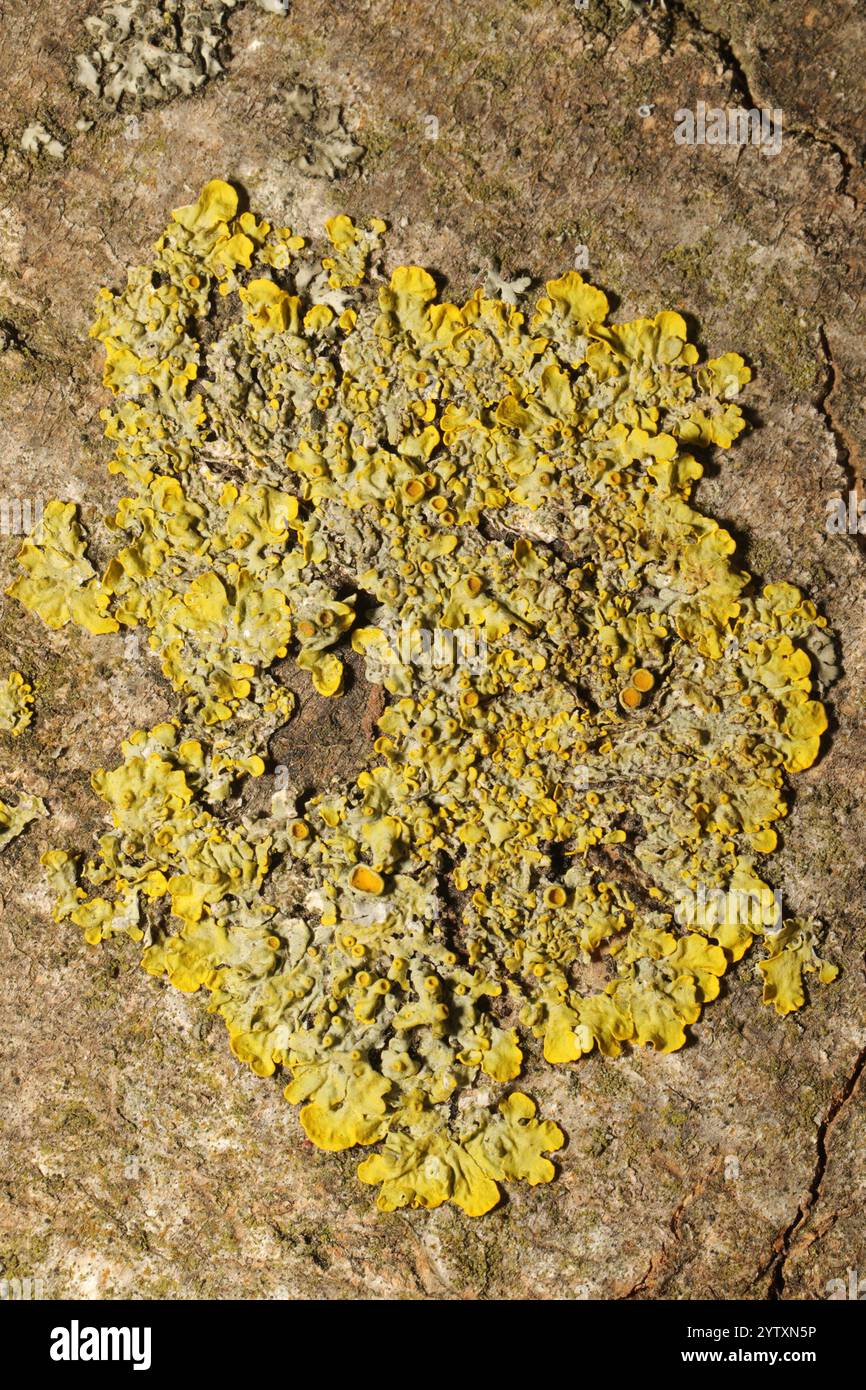 Common Sunburst Lichen (Xanthoria parietina Stock Photo - Alamy