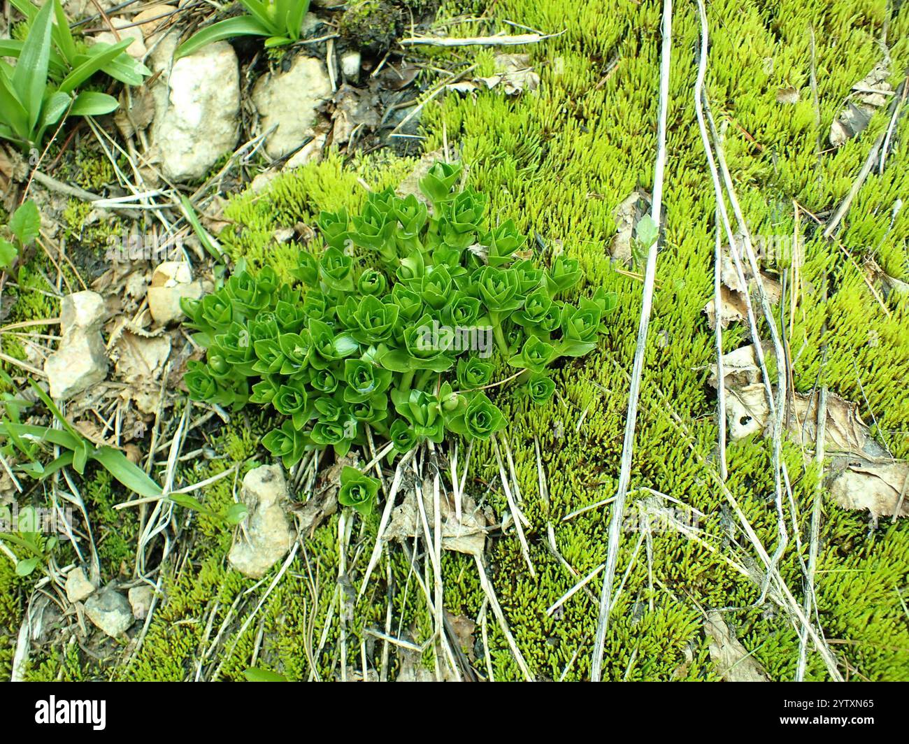 Mountain Bog Gentian (Gentiana calycosa Stock Photo - Alamy