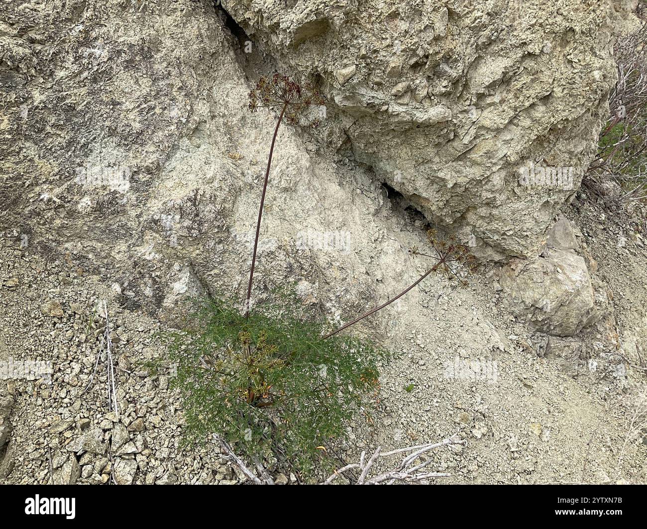 Carrotleaf Biscuitroot (Lomatium multifidum Stock Photo - Alamy