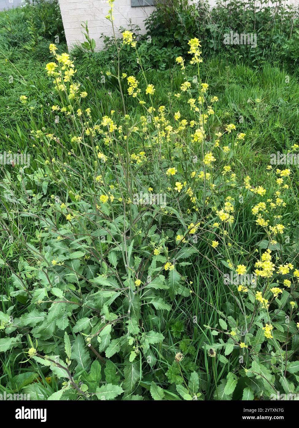 charlock (Mutarda arvensis Stock Photo - Alamy