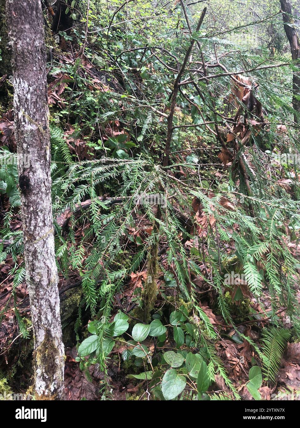 Pacific yew (Taxus brevifolia Stock Photo - Alamy