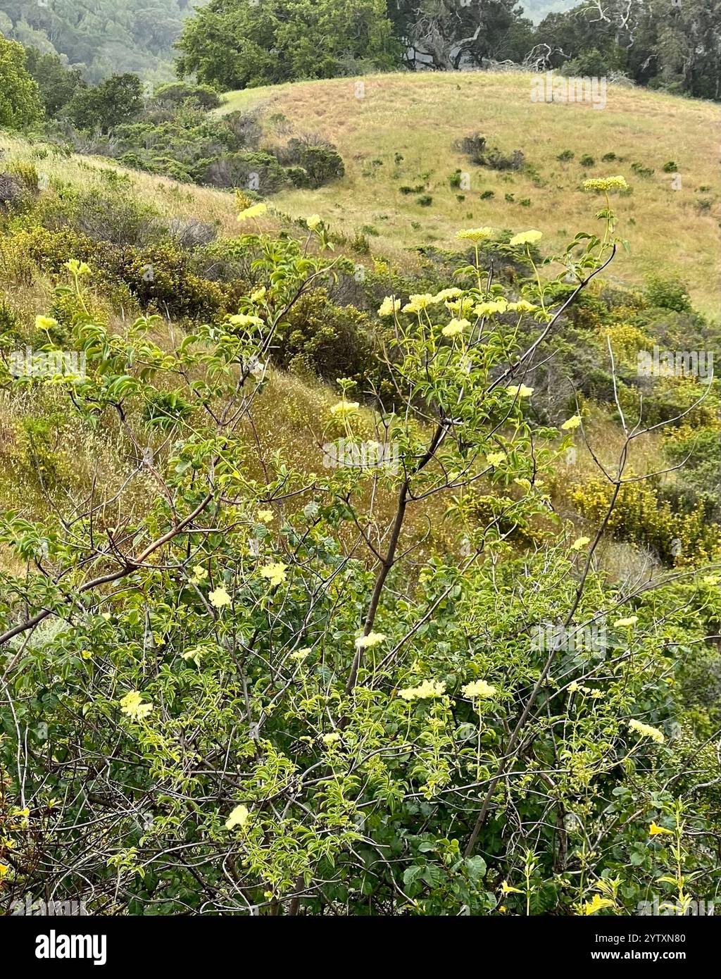 blue elder (Sambucus cerulea Stock Photo - Alamy