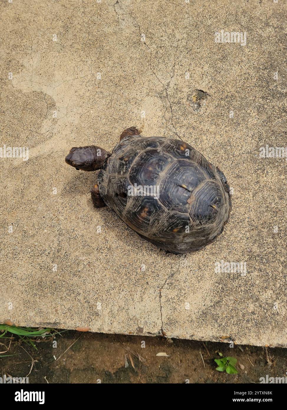 Box Turtles (Terrapene Stock Photo - Alamy