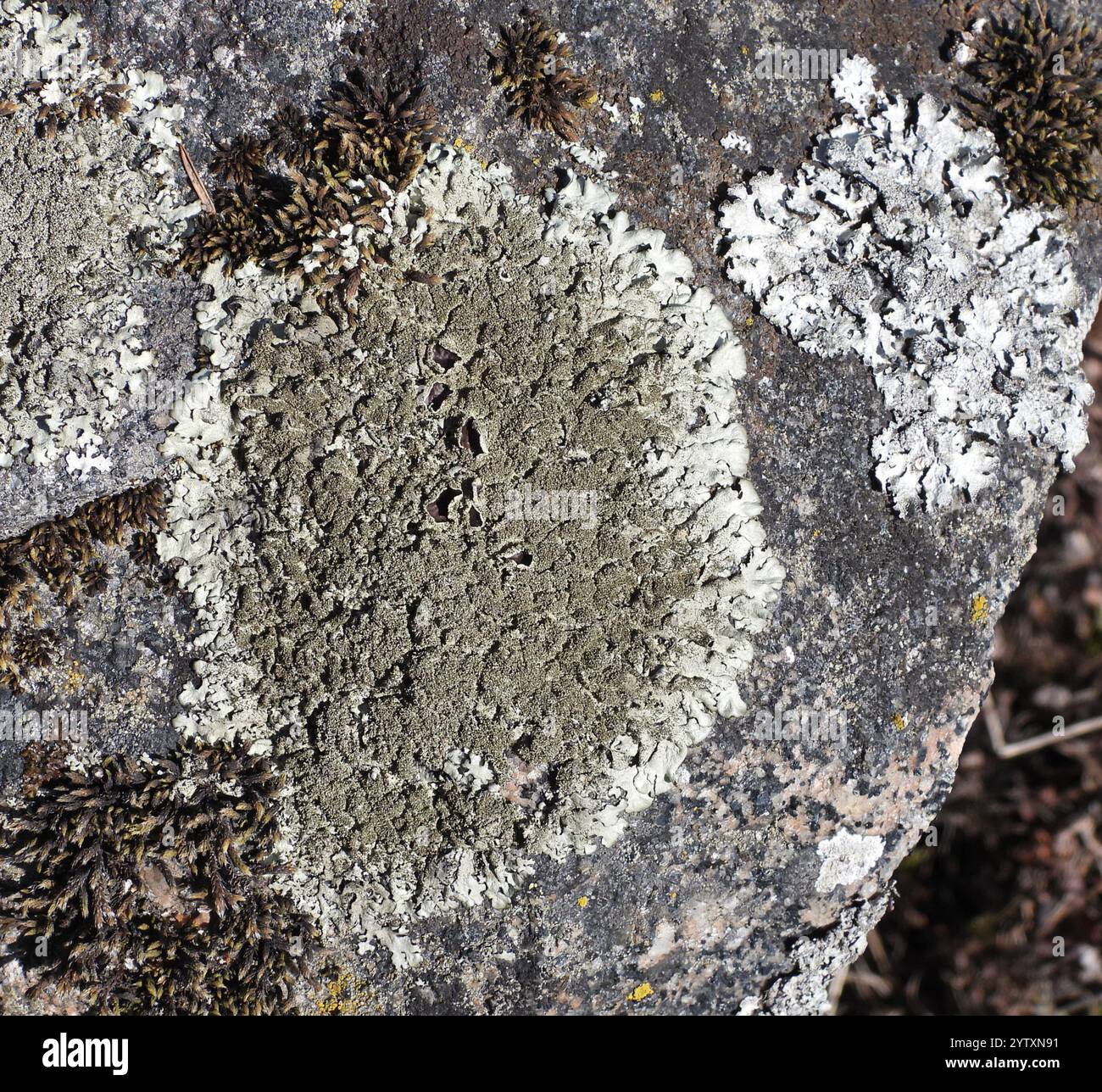 Peppered Rock-shield (Xanthoparmelia conspersa Stock Photo - Alamy