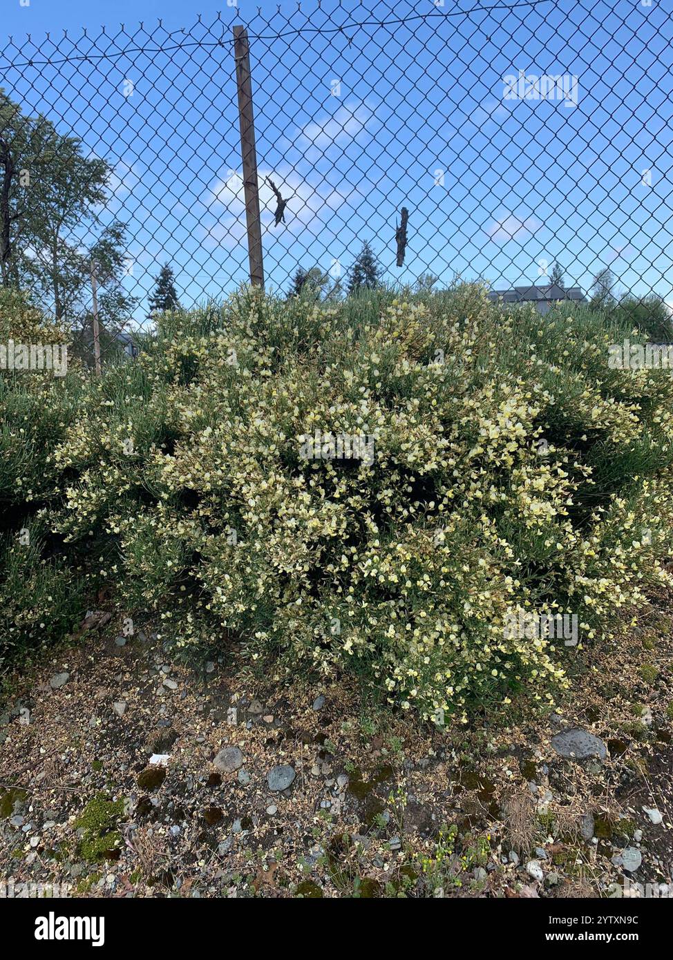 Cytisus multiflorus hi-res stock photography and images - Alamy