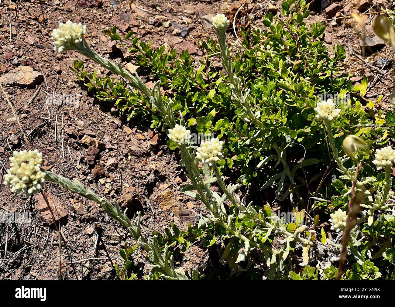two-color rabbit tobacco (Pseudognaphalium biolettii Stock Photo - Alamy