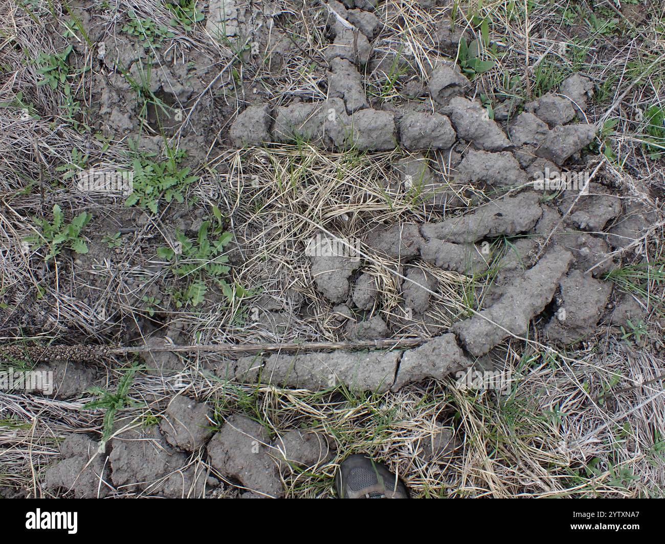 Northern Pocket Gopher (Thomomys talpoides Stock Photo - Alamy