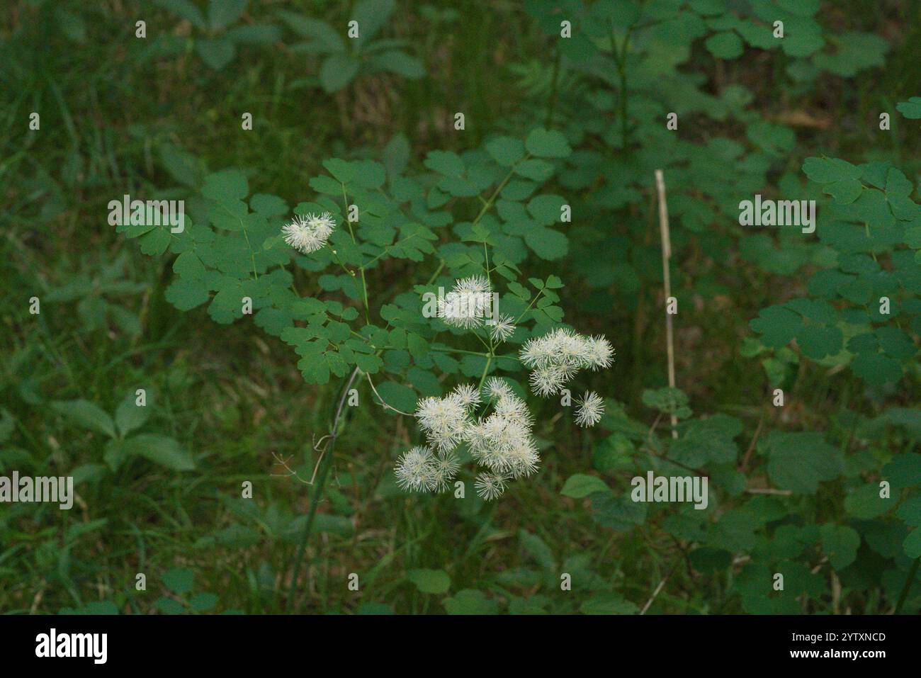 French meadow-rue (Thalictrum aquilegiifolium Stock Photo - Alamy