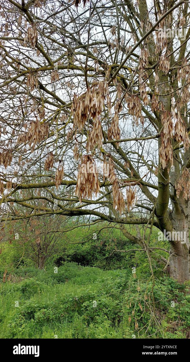 European ash (Fraxinus excelsior Stock Photo - Alamy